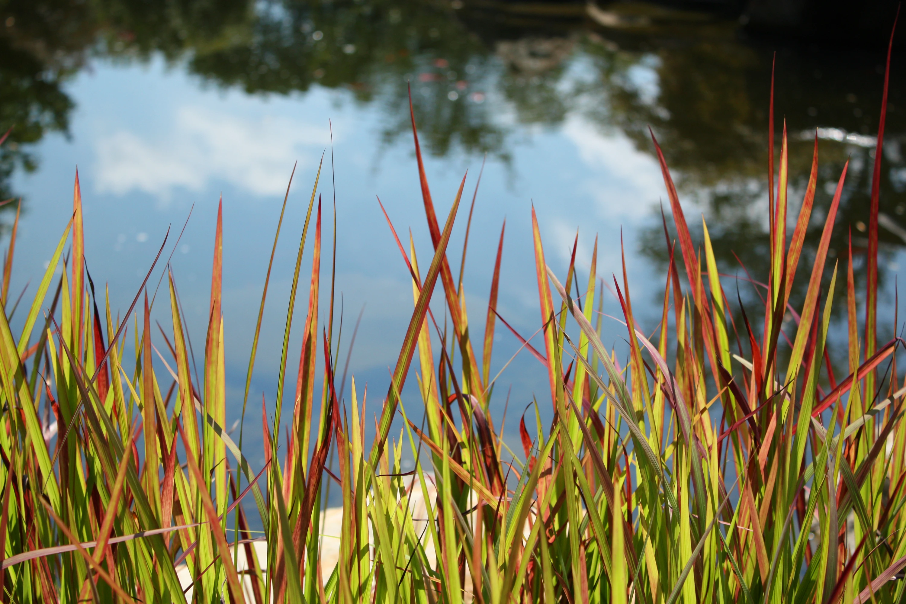 Barren River Lake Scenic Drive Road Trip Road Trip