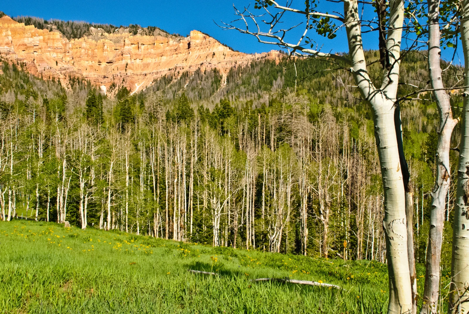 Markagunt High Plateau Scenic Byway Road Trip Road Trip