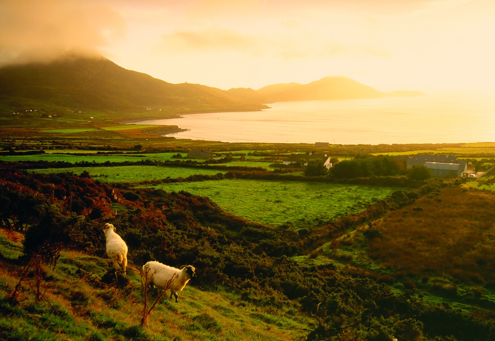 AAA Vacations - Tour Packages