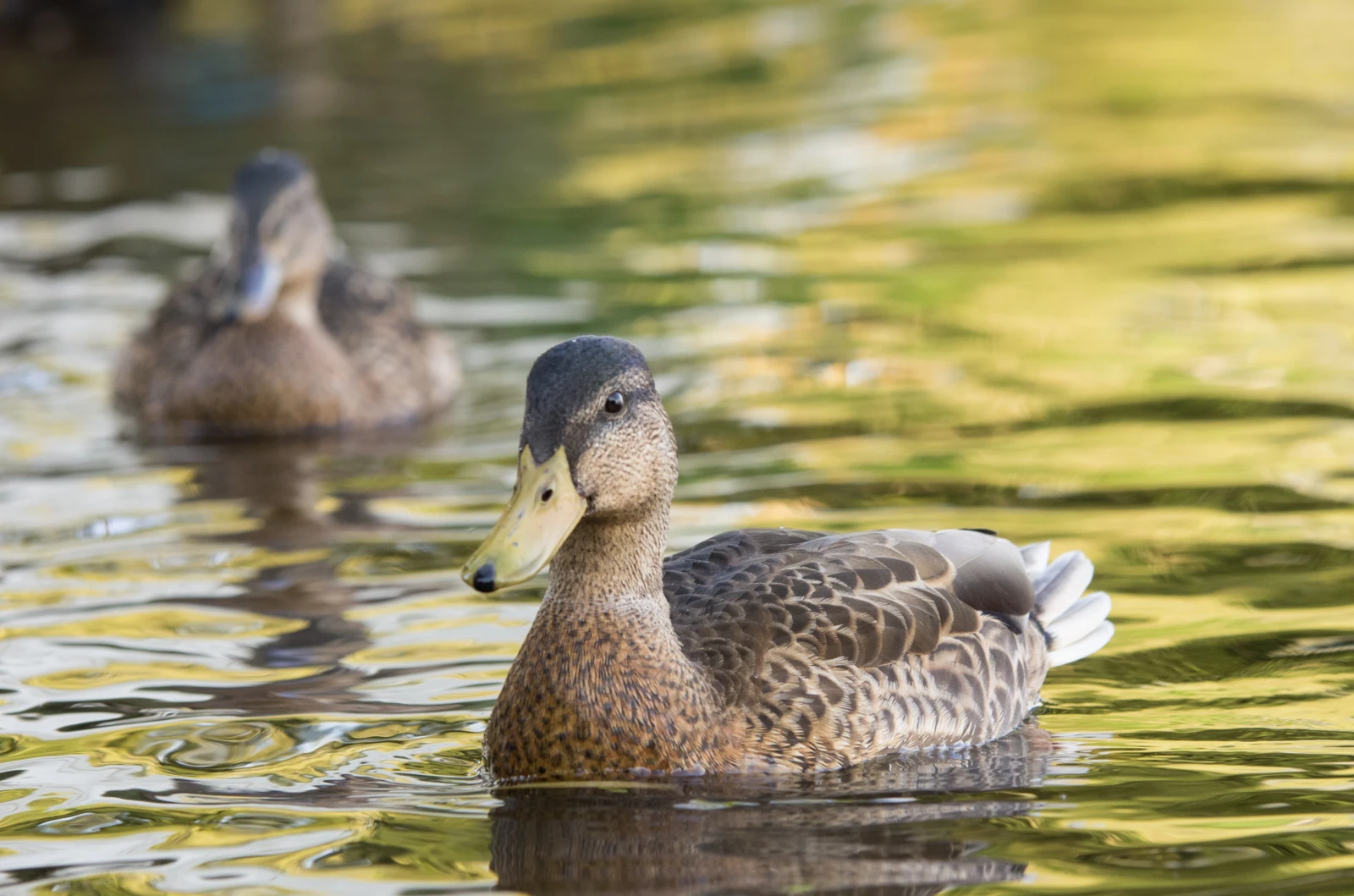 Barren River Lake Scenic Drive Road Trip Road Trip